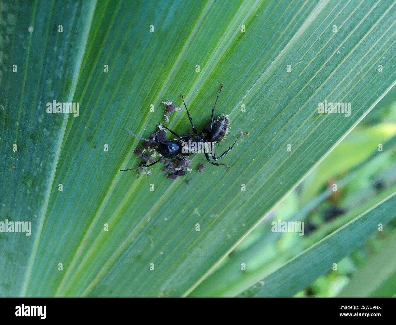 Hairy Carpenter Ant (Camponotus vagus), Insecta, 49294, Kraljevec na ...