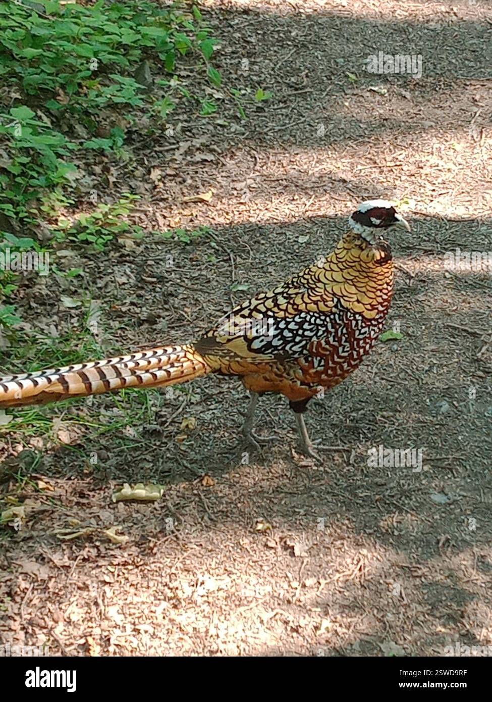 Reeves's Pheasant (Syrmaticus reevesii), Aves, 76210 Gruchet-le-Valasse ...