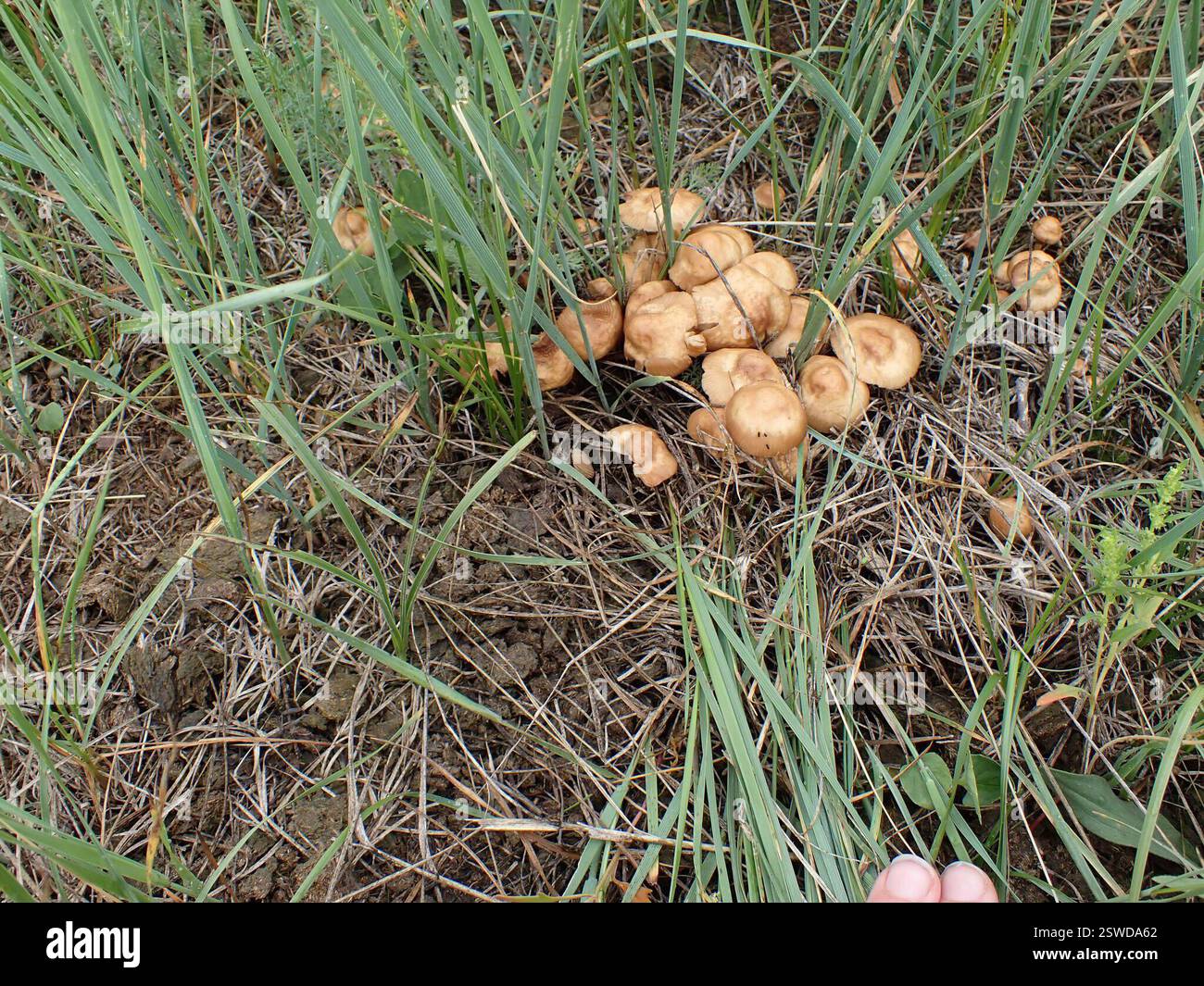 Common Gilled Mushrooms and Allies (Agaricales), Fungi, Mankota No. 45 ...