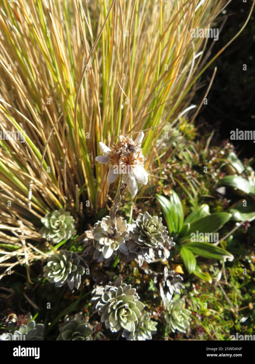 North Island Edelweiss (Leucogenes leontopodium), Plantae, Tararua ...
