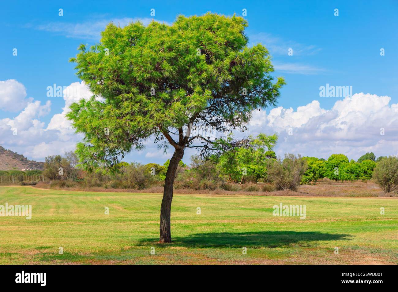 A lone pine tree stands tall in a grassy field in springtime, bathed in ...