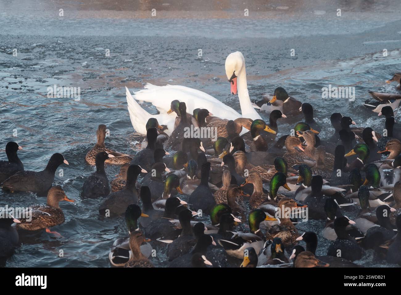 Swan ducks swim on lake hi-res stock photography and images - Alamy