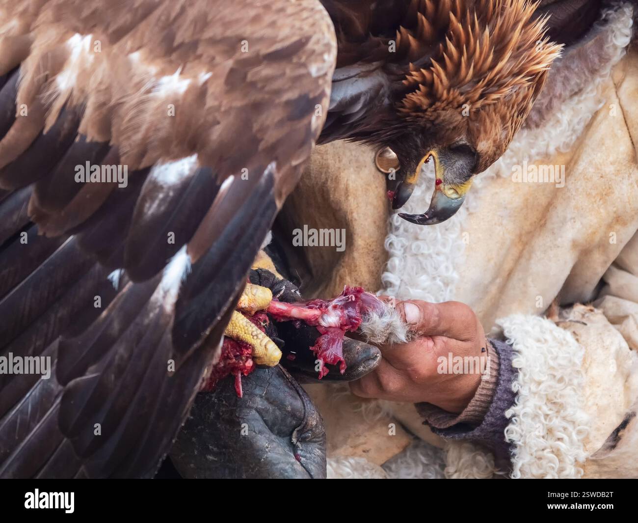 Close up feeding the eagle. Predatory golden eagle eats prey. Portrait ...
