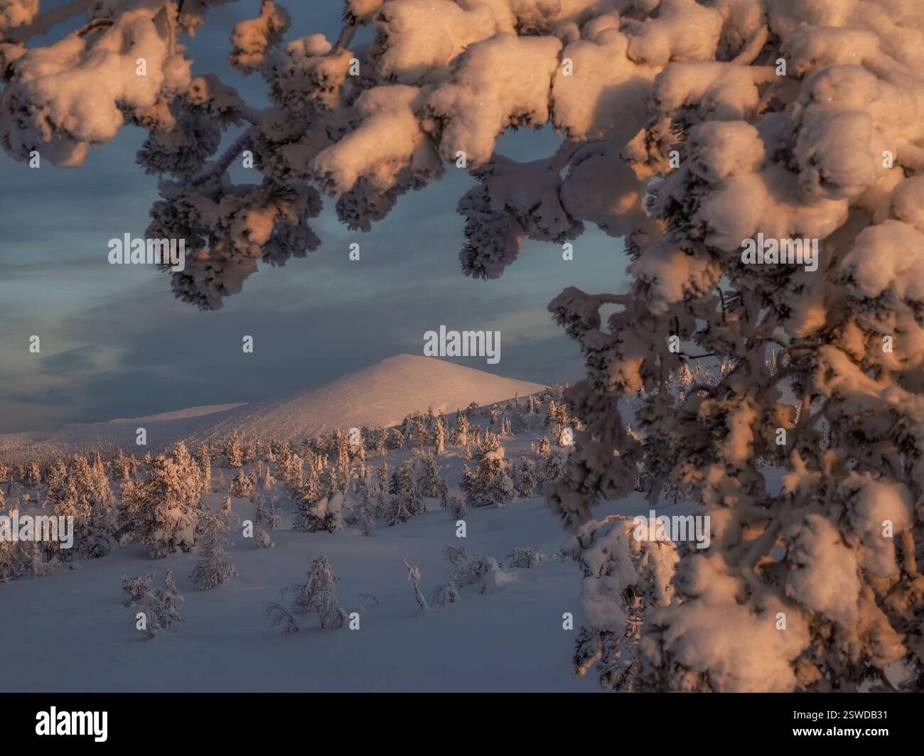 Fir trees is covered with snow on the sunny polar slope Stock Photo - Alamy