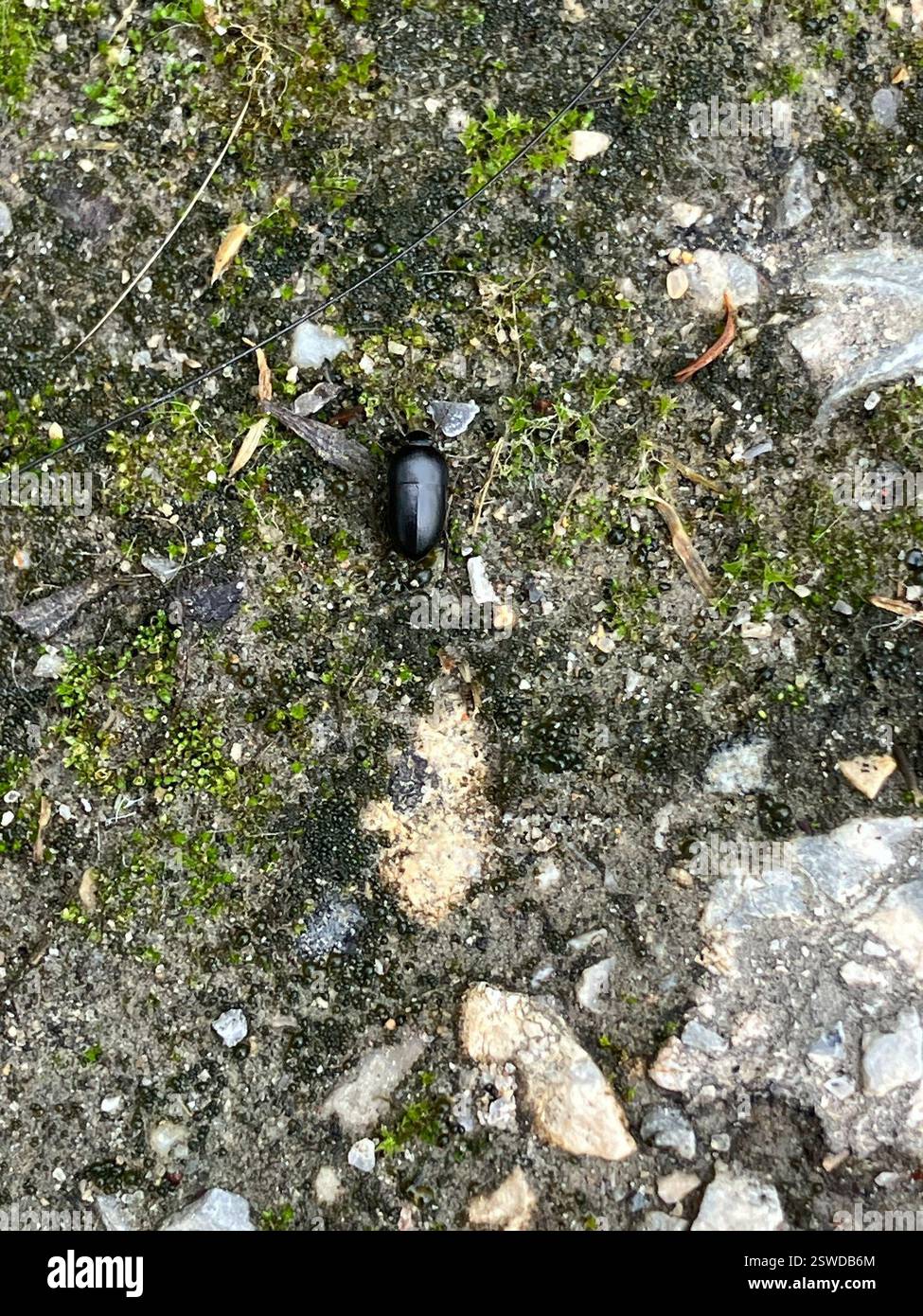 (Crypticus quisquilius), Insecta, Wien, AT-WI-WS, AT Stock Photo - Alamy