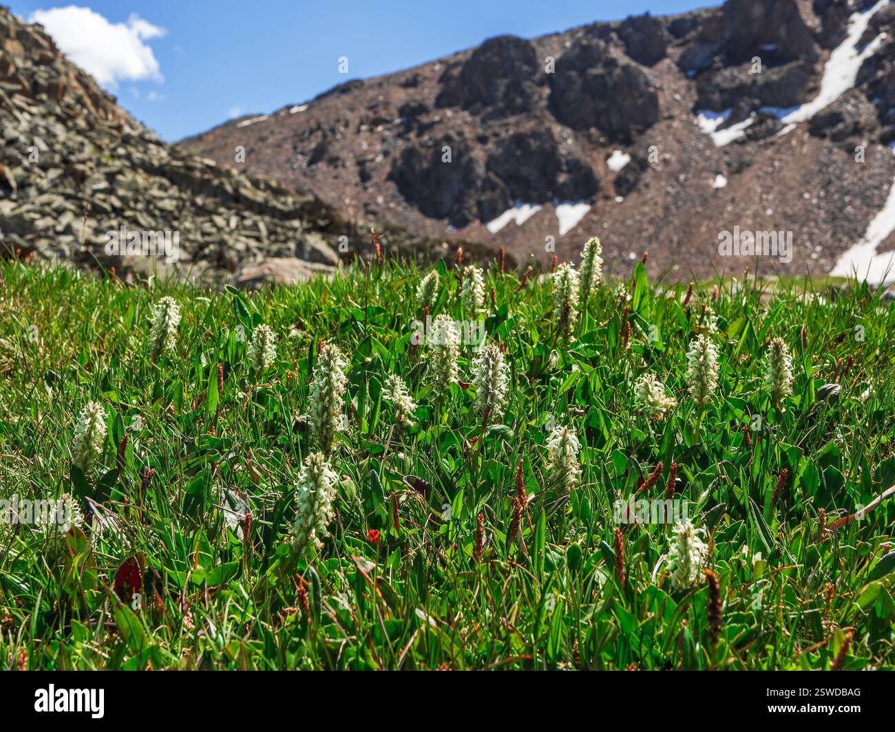 Nature of Altai mountains: Salix Arctica (arctic willow). Blooming Arctic willow. Plants growing ...