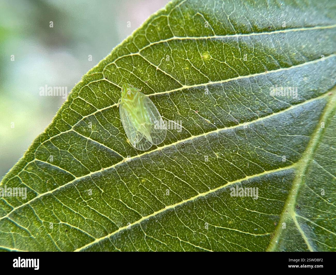 Grainy planthopper hi-res stock photography and images - Alamy