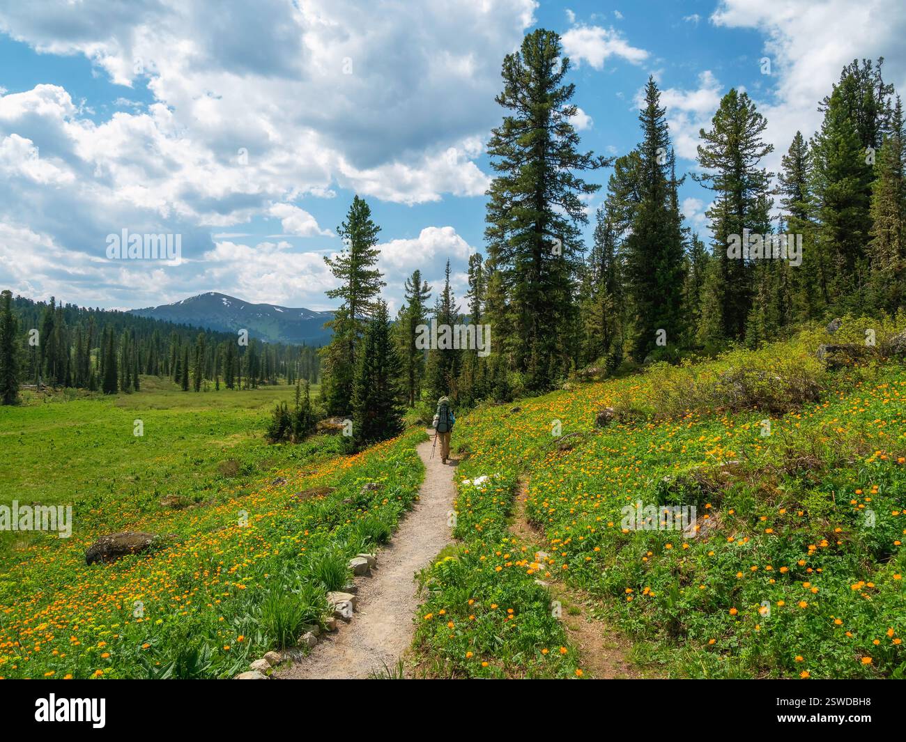 Traveler with a large green backpack goes on an ecotrope to the green ...