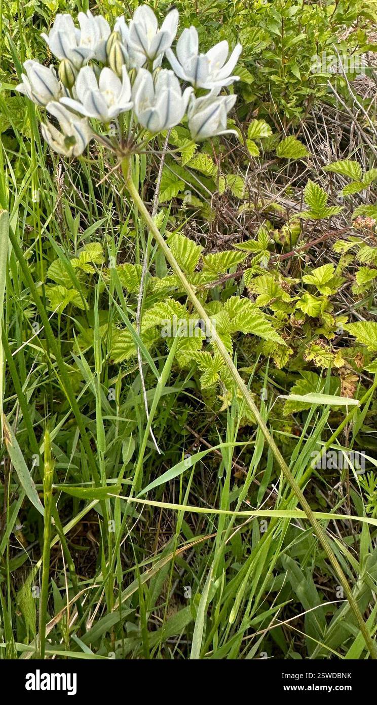 white brodiaea (Triteleia hyacinthina), Plantae, Monte Bello Open Space ...