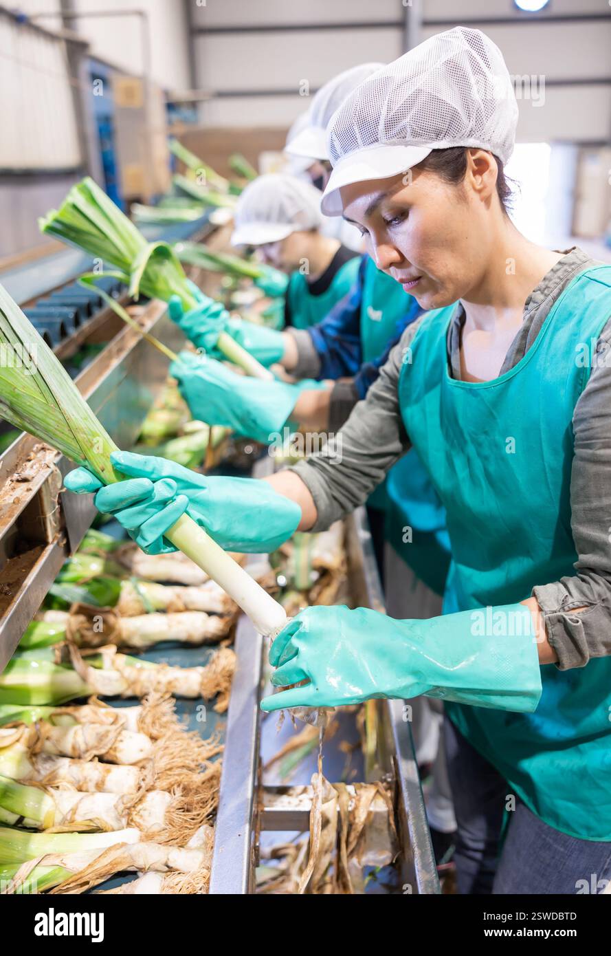Workwoman peeling green onions on conveyor belt at sorting factory ...