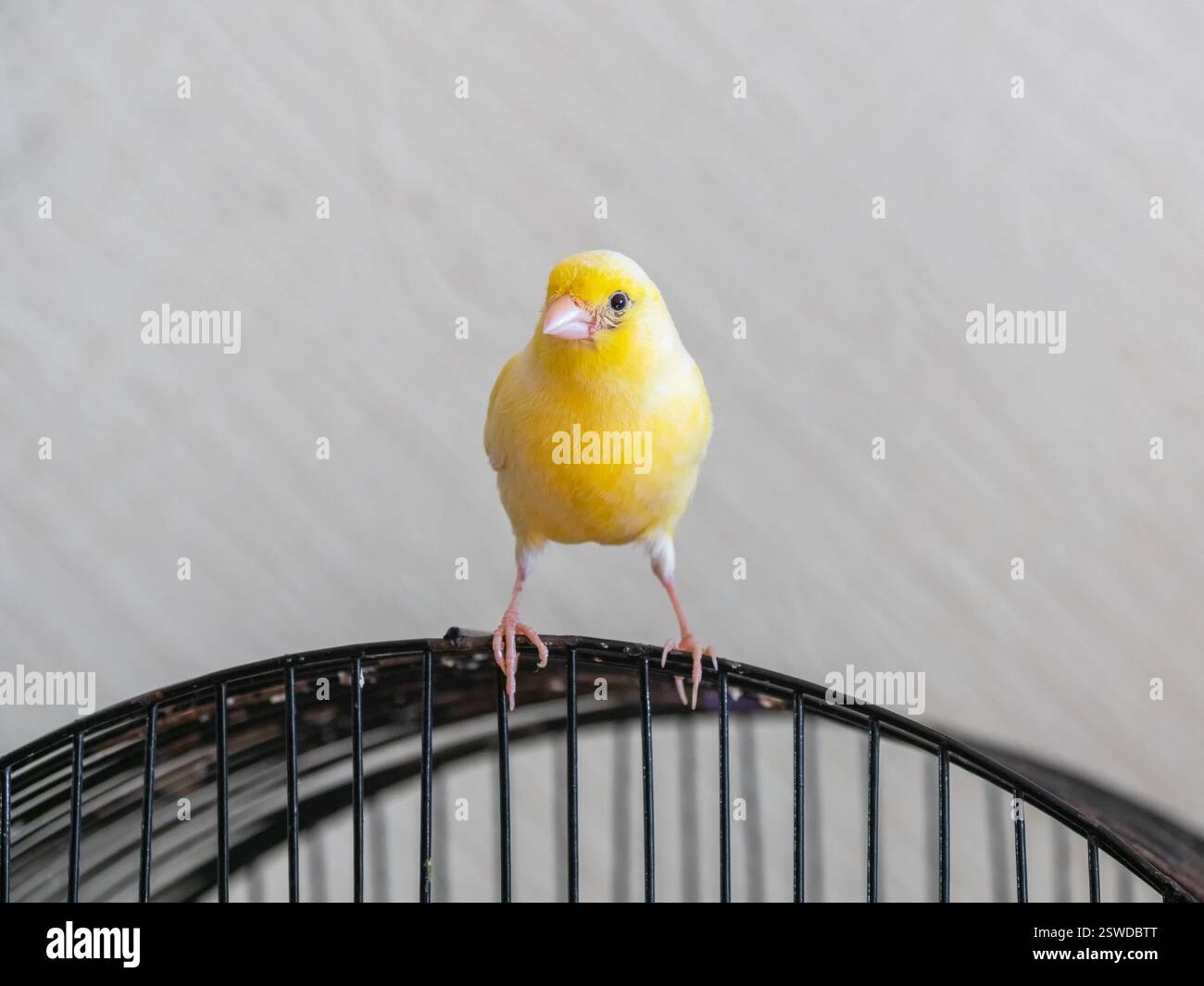 Curious yellow canary looks straight sitting on a cage on a light ...