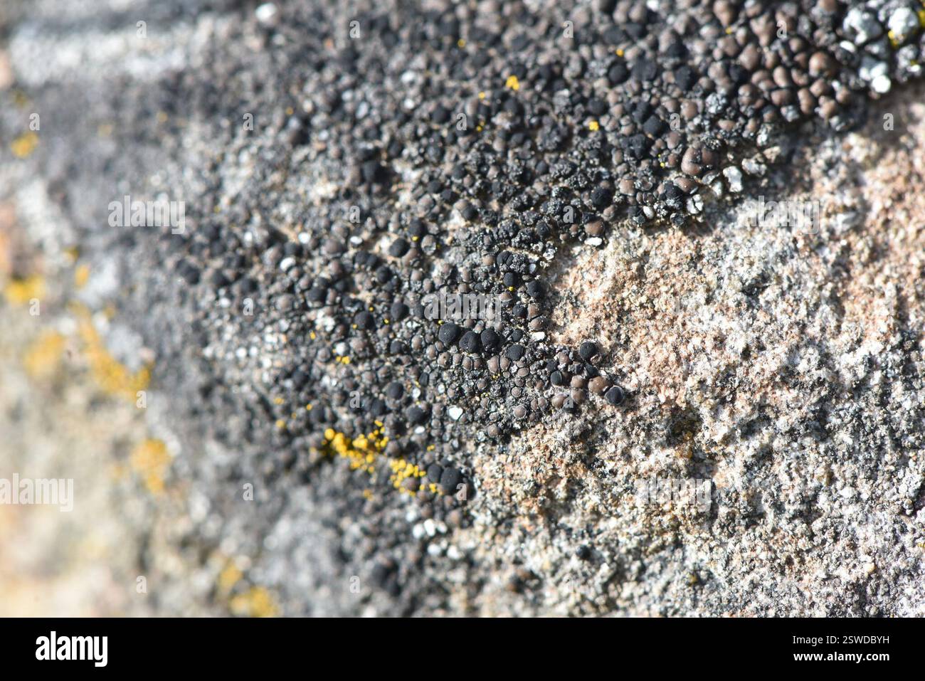 (Lecania), Fungi, Thompson-Nicola, BC, Canada Stock Photo - Alamy
