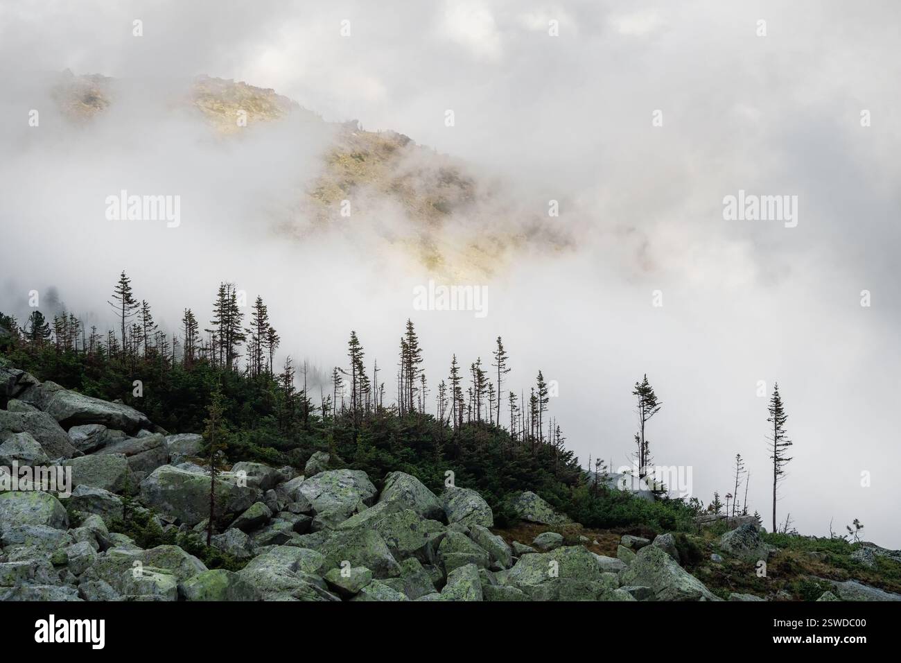 West Sayan landscape. Pointy trees silhouettes on mountainside in low ...