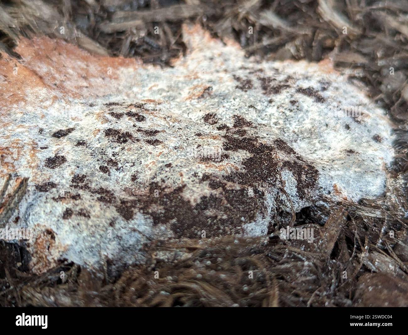 (Physaraceae), Protozoa, Bradfield Hall, Ithaca, NY 14850, USA Stock ...