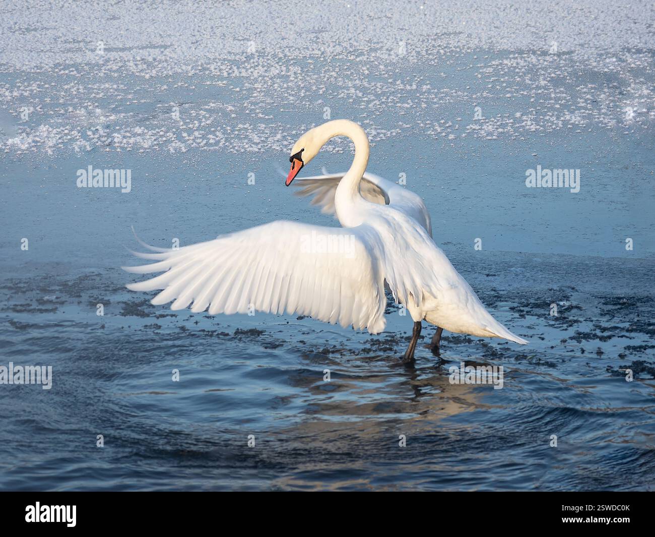 Large white swan actively flaps its wings while standing in the water ...