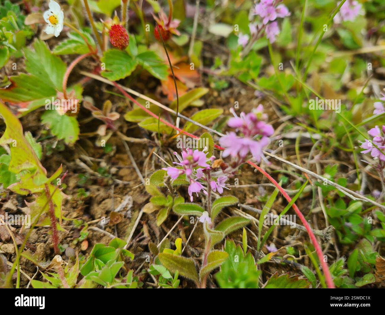 heath speedwell (Veronica officinalis), Plantae, Harringworth, Corby ...