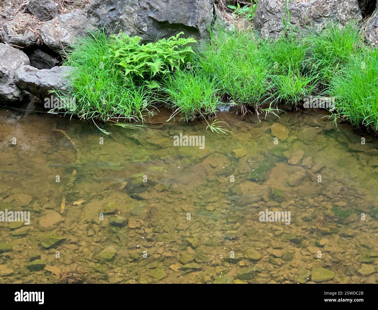 Salmons, pikes and mudminnows (Salmoniformes), Actinopterygii ...