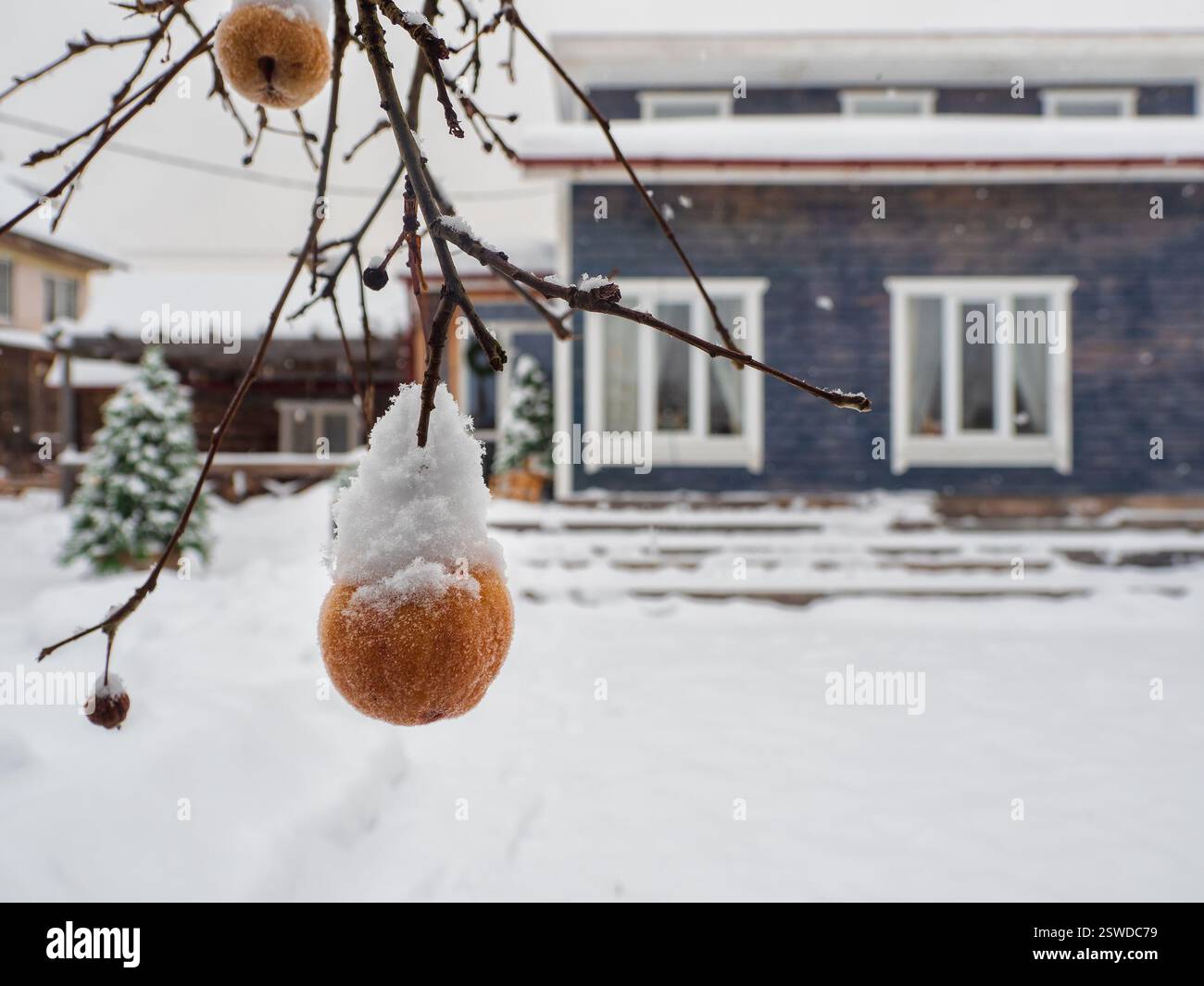 Frozen red apple that stayed on the tree are covered with a layer of ...