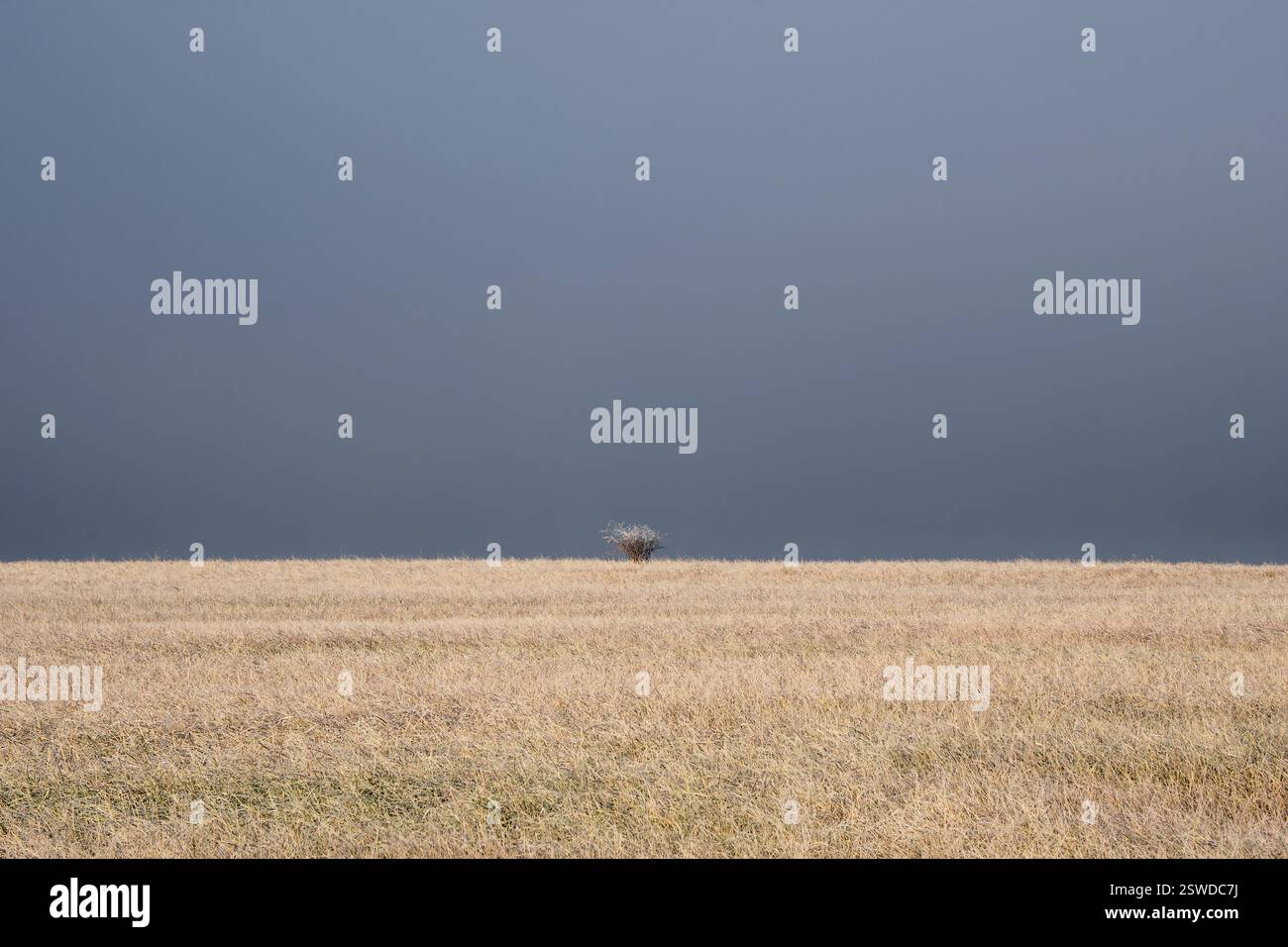 Lonely solitary tree in an open autumn field in the fog looking empty ...