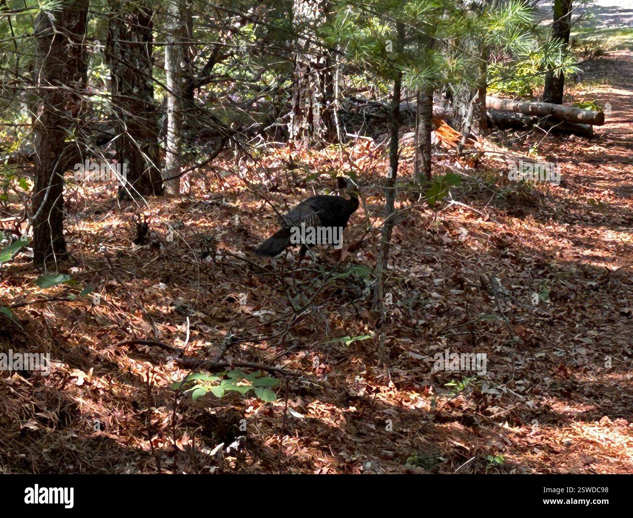 Wild Turkey (Meleagris gallopavo), Aves, Cape Cod Rail Trail, Brewster ...