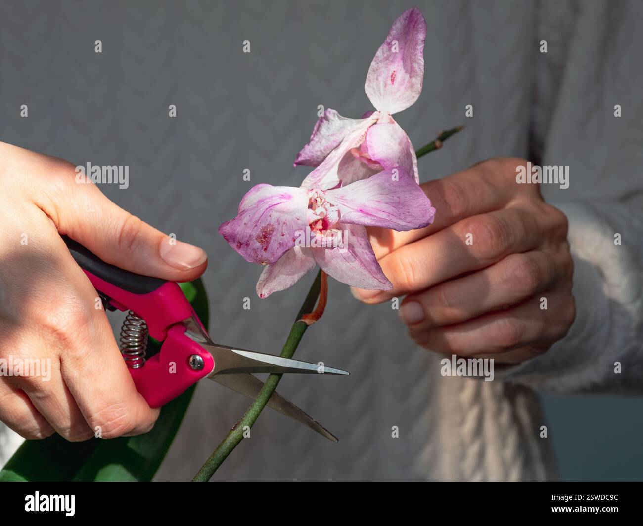 Close up pruning damaged orchid flowers with scissors. Home gardening ...