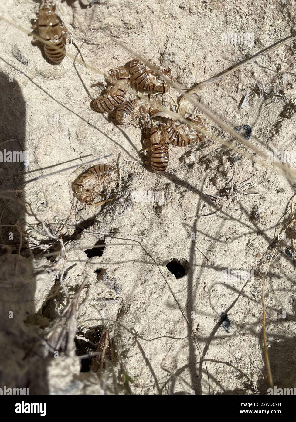 Walking Cicada (Okanagana synodica), Insecta, Estancia, NM, US, Yellow ...