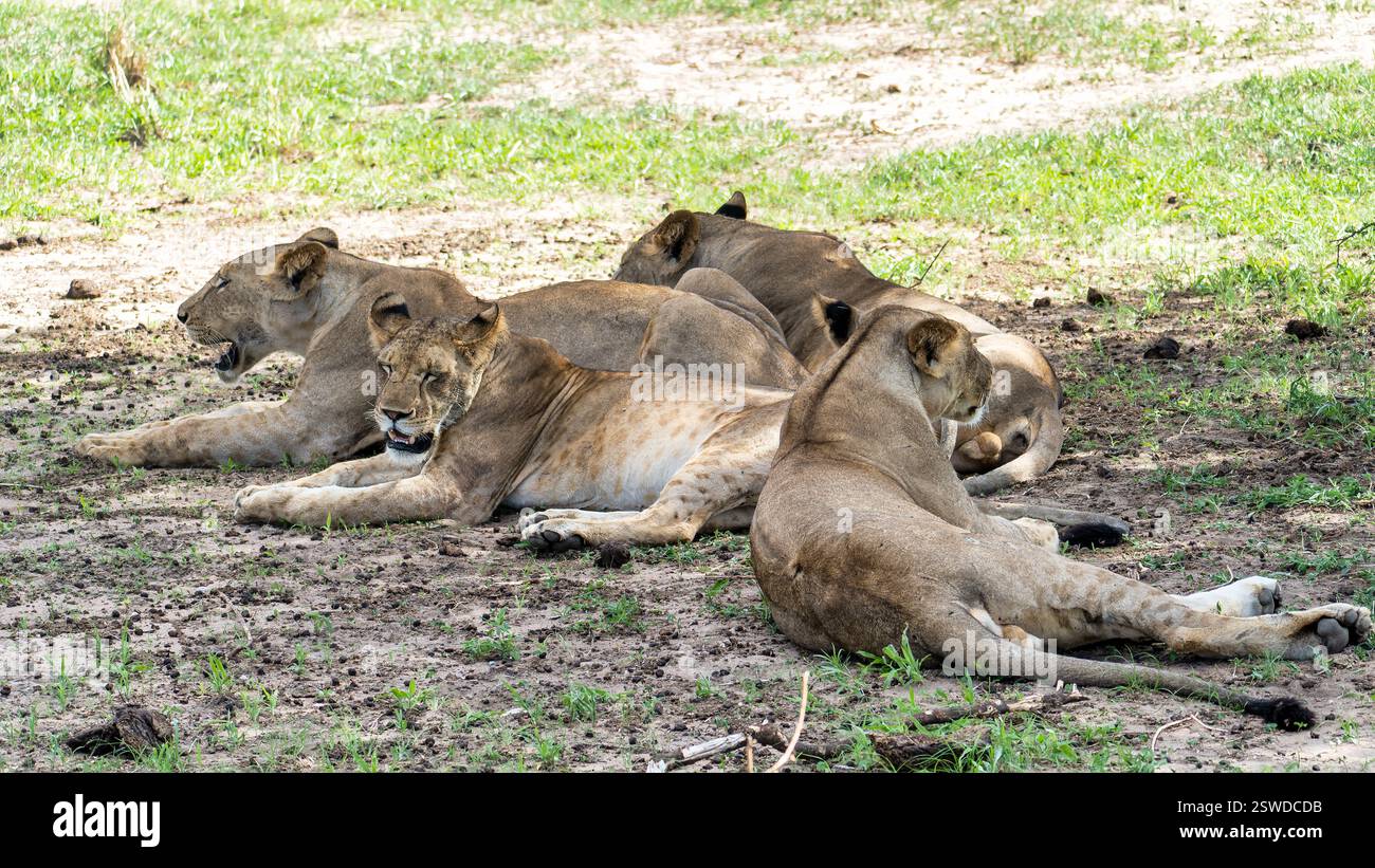 A serene and peaceful scene depicting lions lounging together in the ...