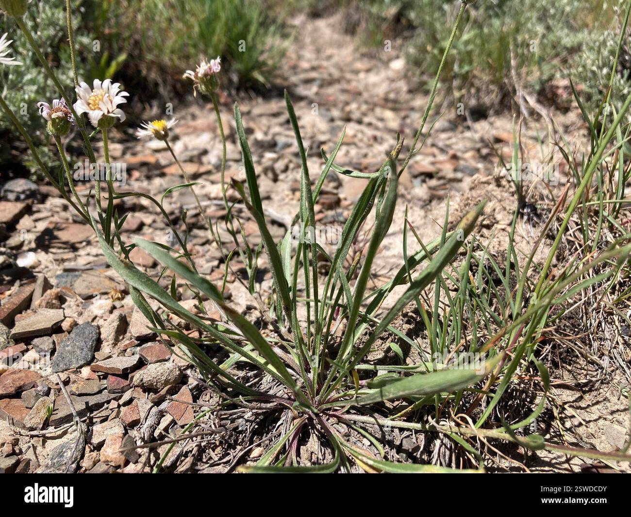 Hoary Fleabane (Erigeron canus), Plantae, Rawlins, WY, US Stock Photo ...