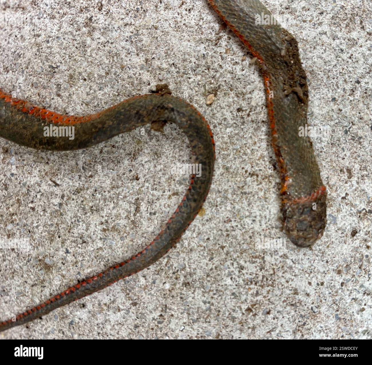 Monterey Ringneck Snake (Diadophis punctatus vandenburgii), Reptilia ...