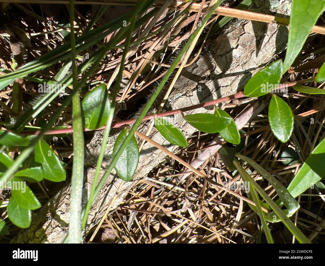 Creeping Blueberry (Vaccinium crassifolium), Plantae, North Carolina ...