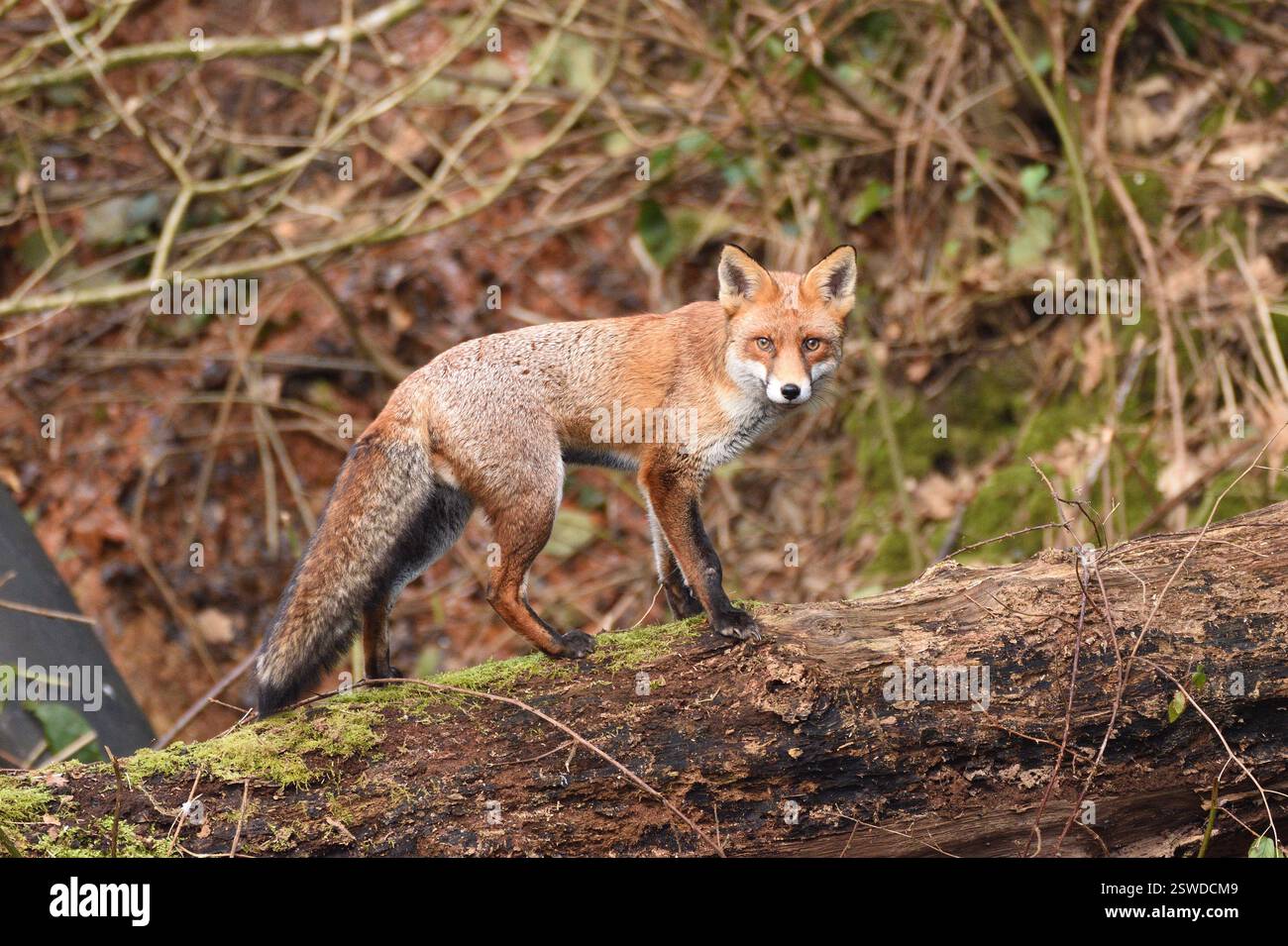 Red Fox using a fallen dead tree as a crossing across a swampy area in ...