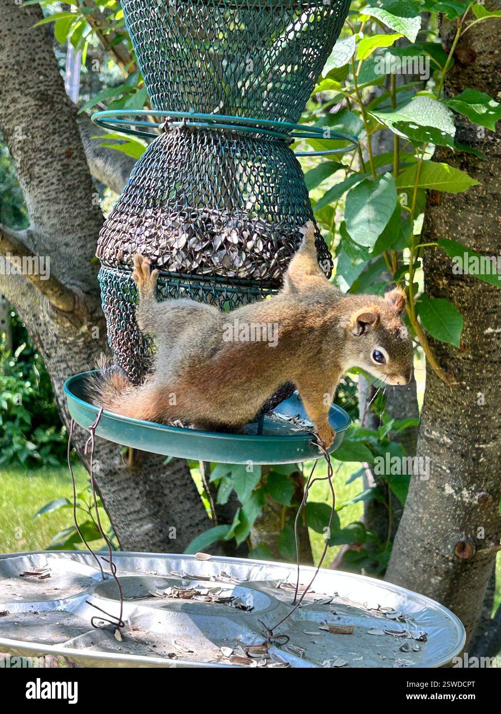 Mackenzie Red Squirrel (Tamiasciurus hudsonicus preblei), Mammalia ...
