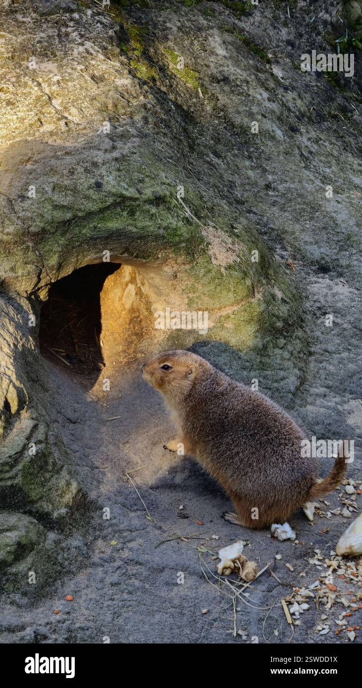 An inquisitive and curious animal can be spotted near its burrow in its ...