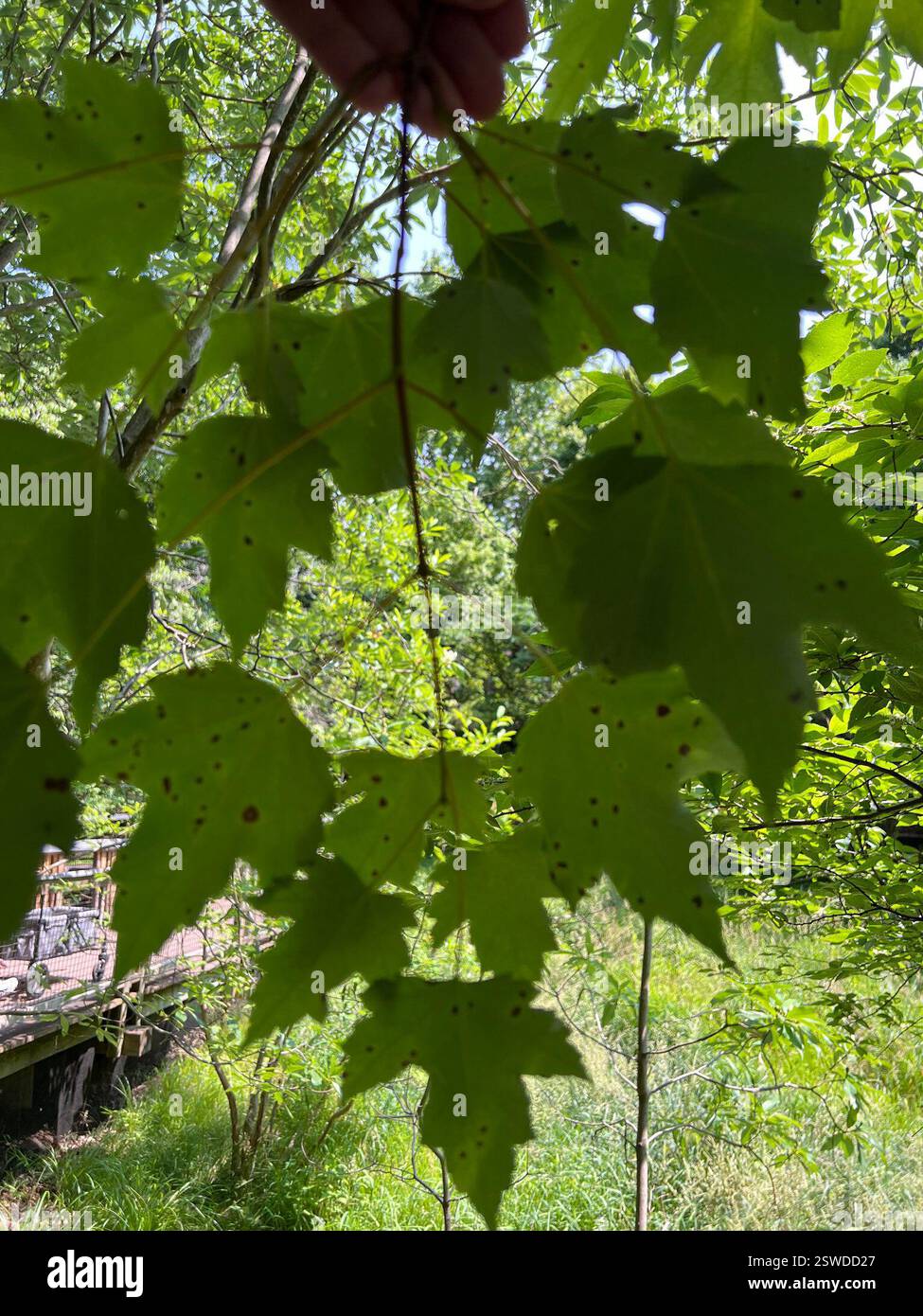 red maple (Acer rubrum), Plantae, Baltimore City, MD, Maryland, United ...