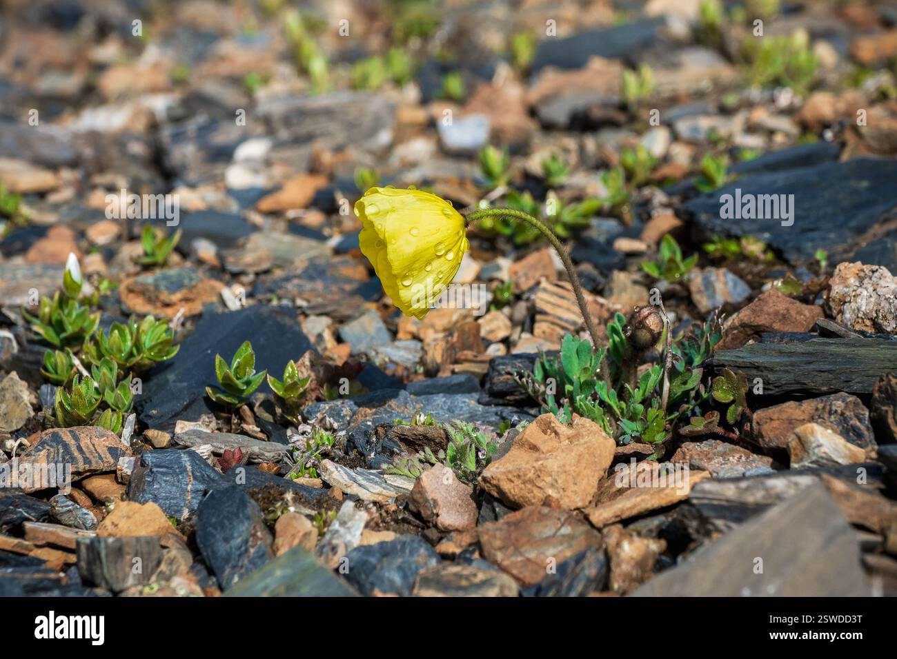 One yellow poppy in dew bent over the ground in the early morning high ...