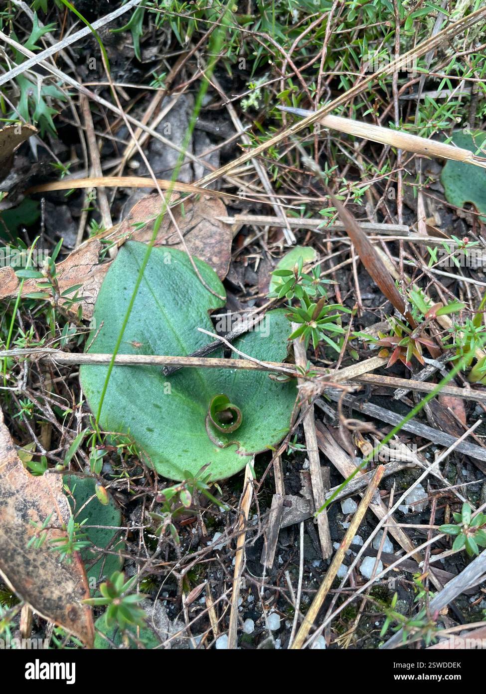 Red Beaks (Pyrorchis nigricans), Plantae, Wilsons Promontory National ...
