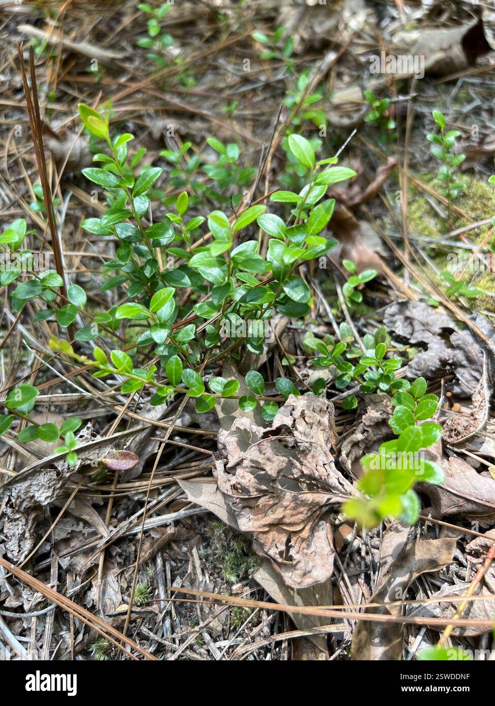 Creeping Blueberry (Vaccinium crassifolium), Plantae, North Carolina ...