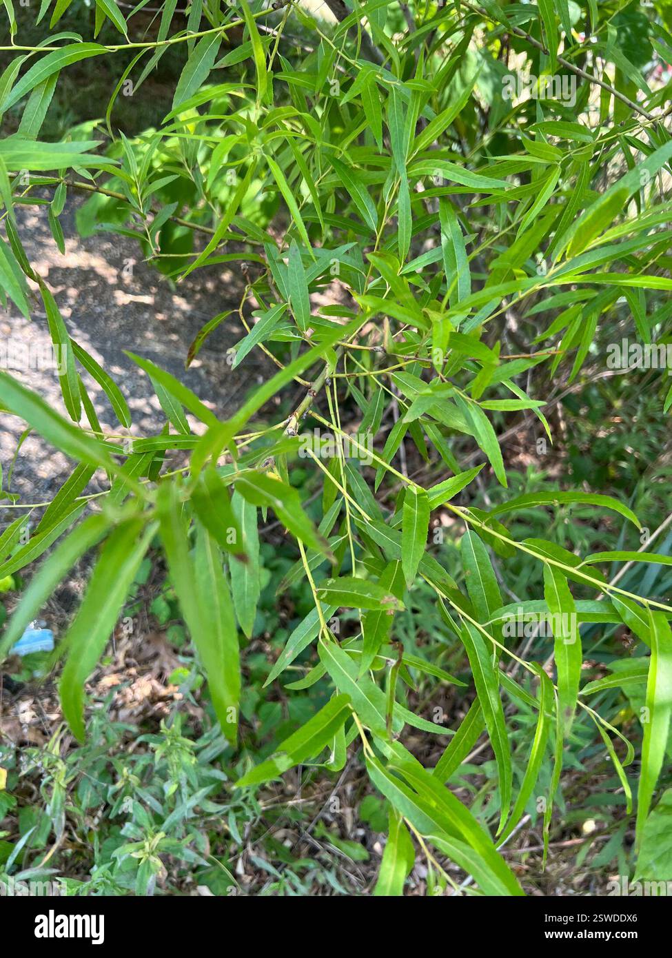 black willow (Salix nigra), Plantae, Farring Baybrook Park, Baltimore ...