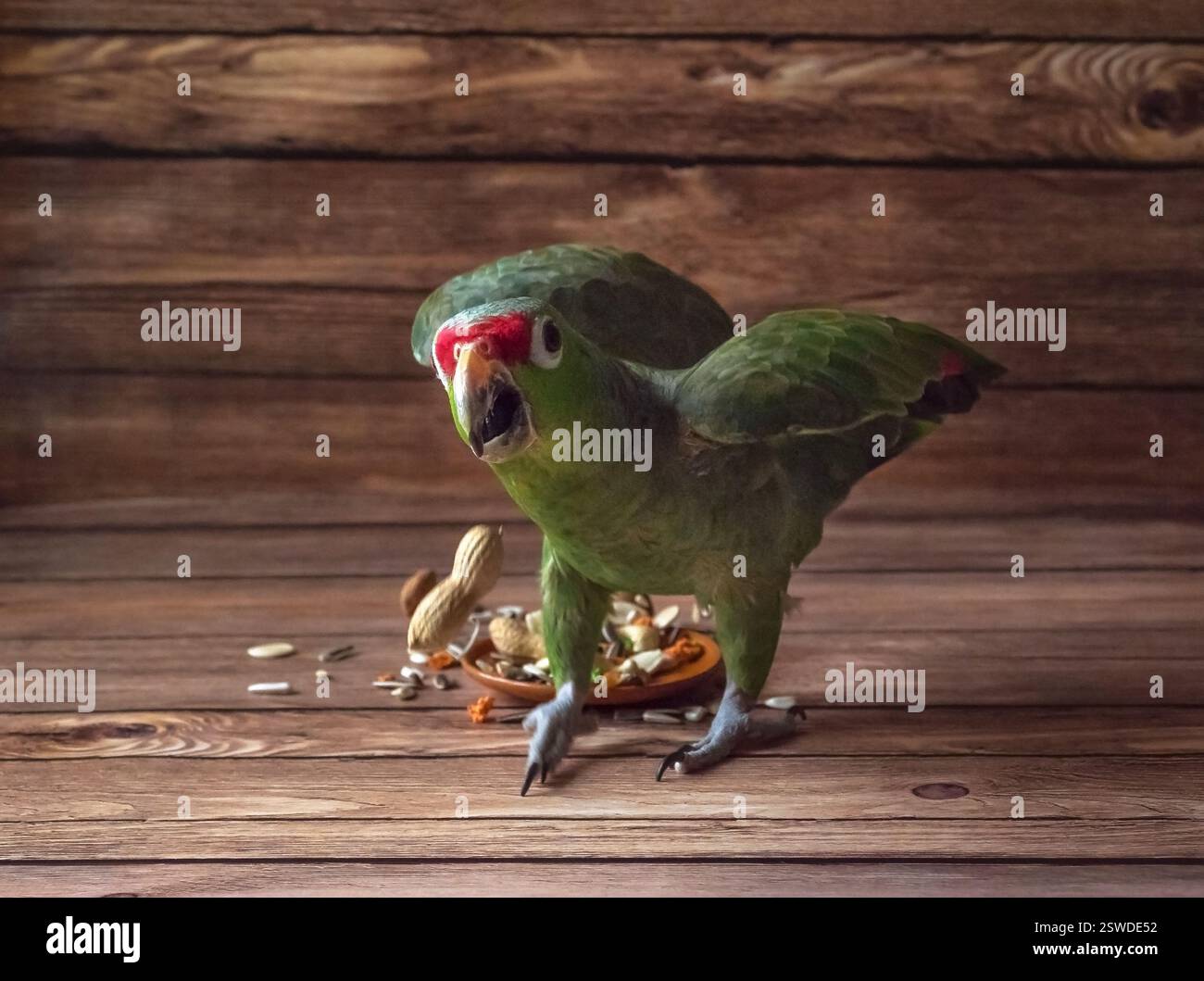 The parrot attacks. Angry green parrot Amazon Stock Photo - Alamy