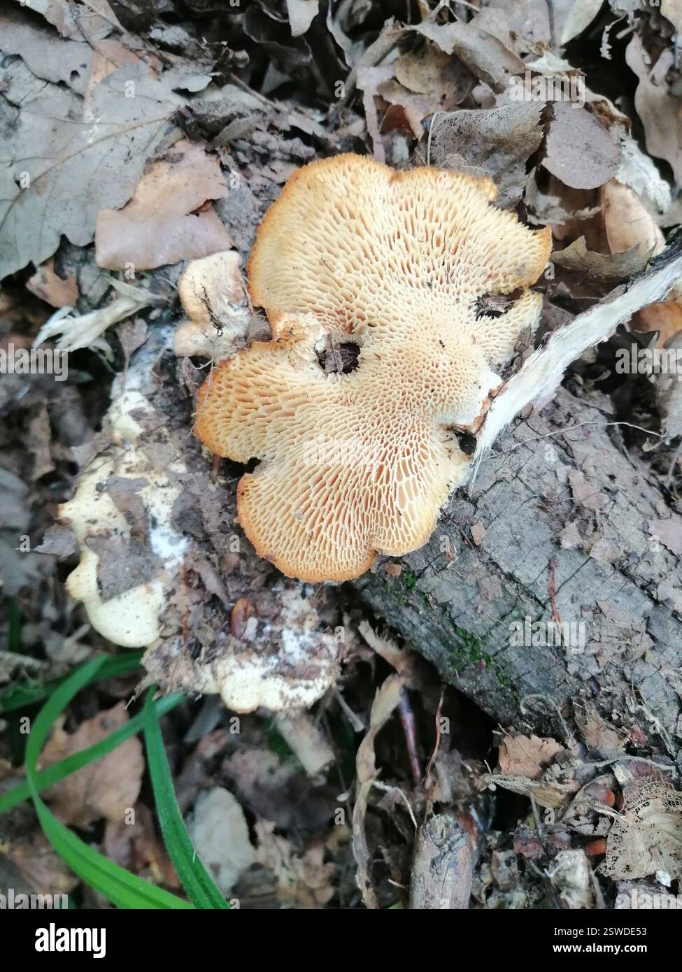 hexagonal-pored polypore (Neofavolus alveolaris), Fungi, Hosszúhetény ...