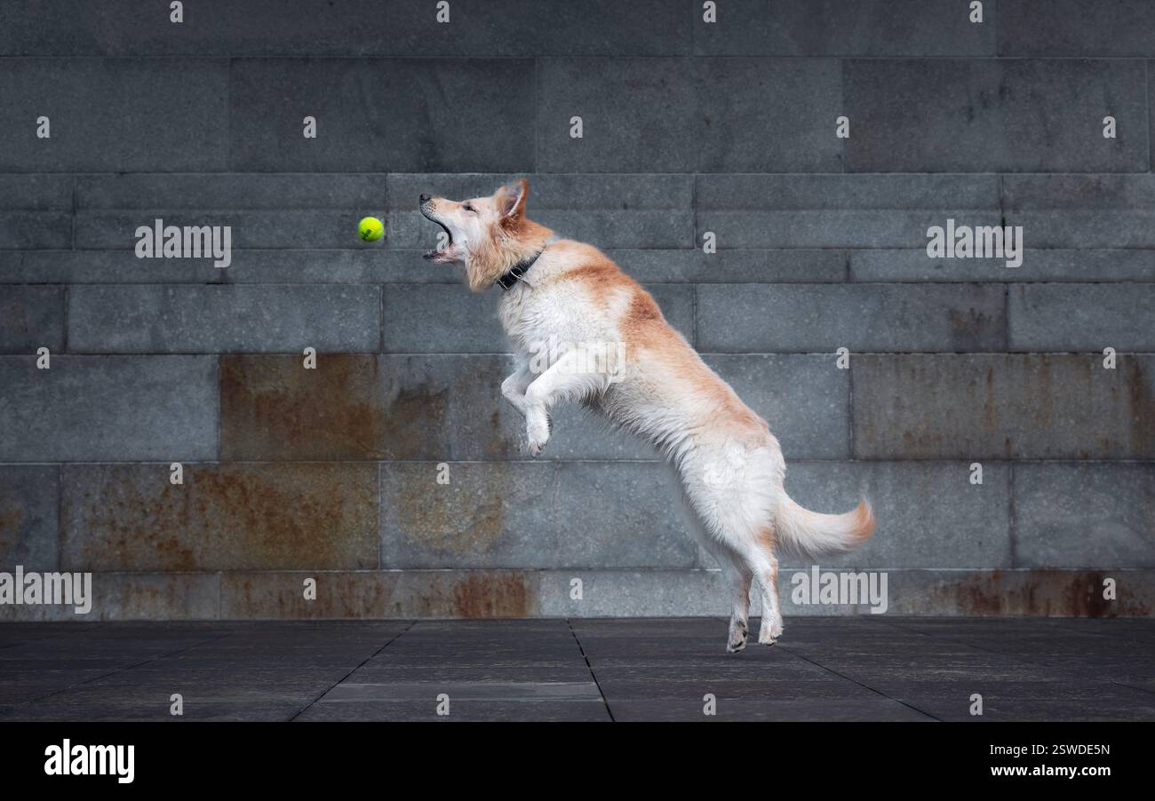 Jumping German white shepherd Stock Photo - Alamy