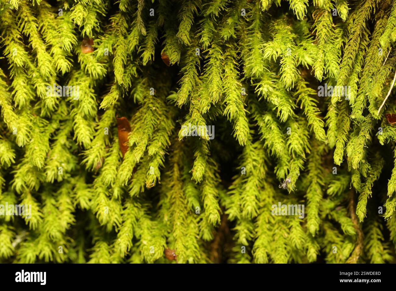 Rambling Tail-moss (Anomodon viticulosus), Plantae, Mill Lane Wood ...