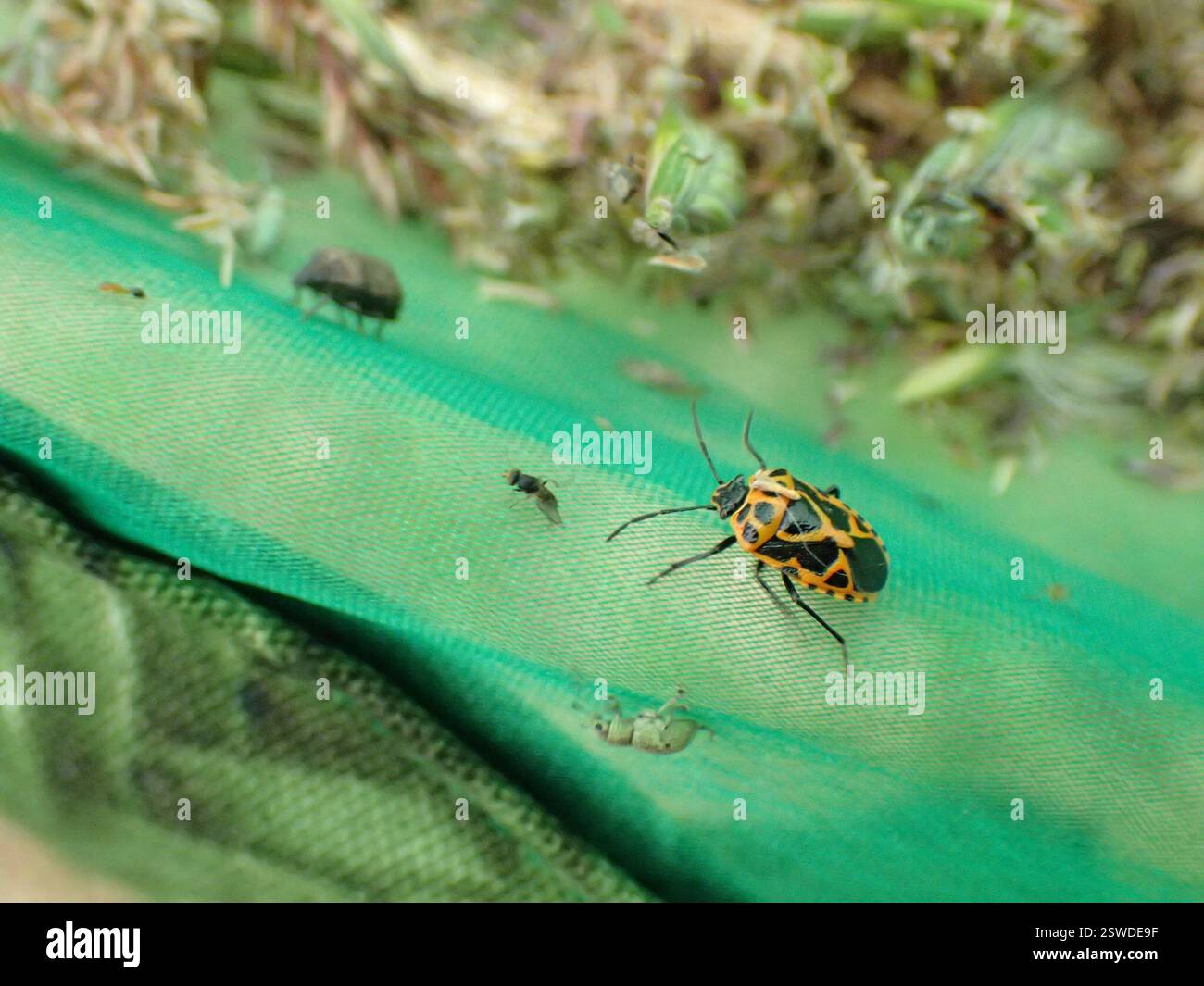 Painted bug (Eurydema dominulus), Insecta, Saitama, JP Stock Photo - Alamy