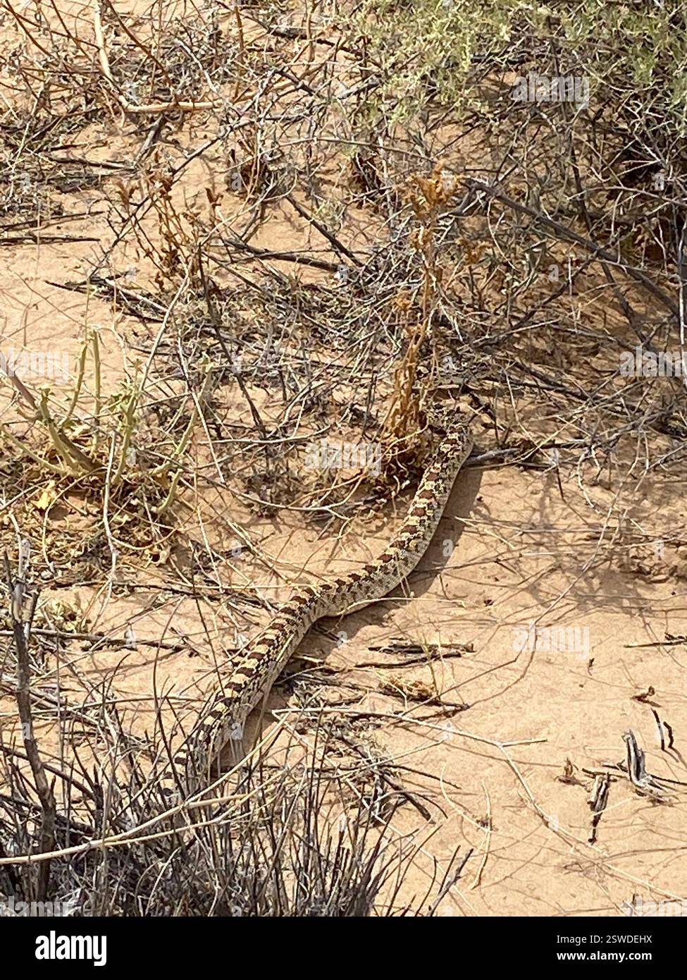 Gopher Snake (Pituophis catenifer), Reptilia, Petroglyph National ...