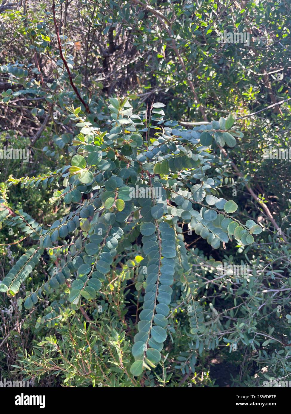 scrubby spurge (Phyllanthus gunnii), Plantae, Wilsons Promontory ...