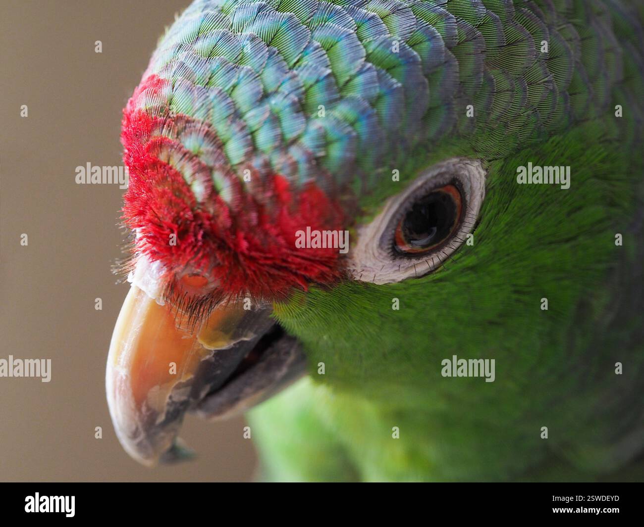 Parrot closeup portrait hi-res stock photography and images - Alamy