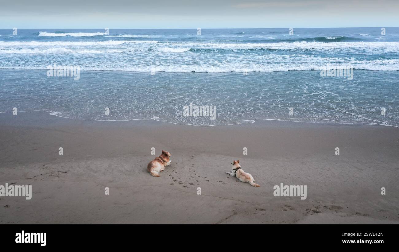 German White Shepherds Playing at the Beach Stock Photo - Alamy