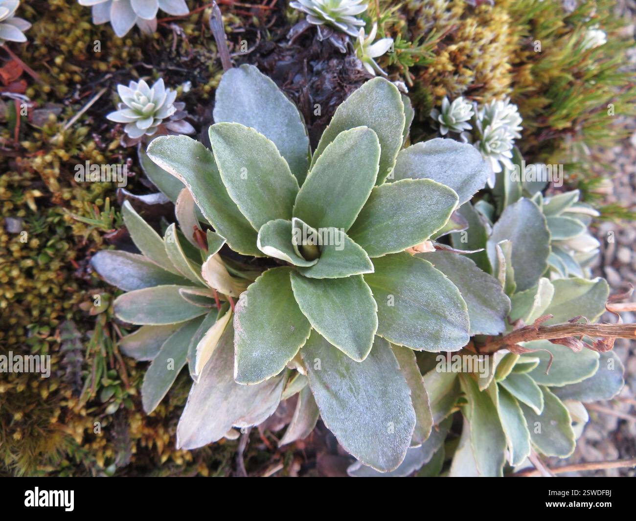 Mountain Daisy (Celmisia hieraciifolia), Plantae, Tararua Range Stock ...