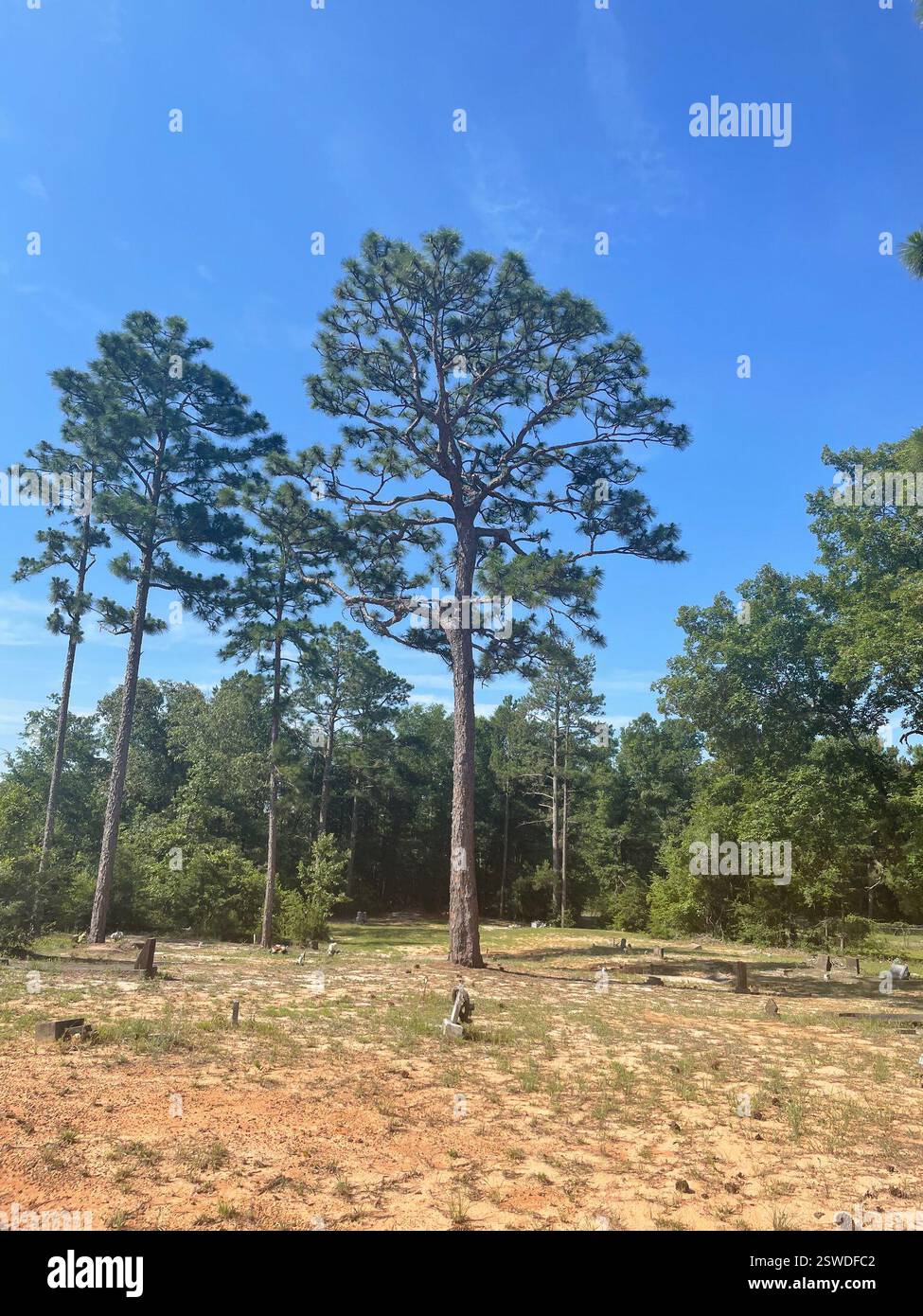 longleaf pine (Pinus palustris), Plantae, Mississippi, US Stock Photo ...