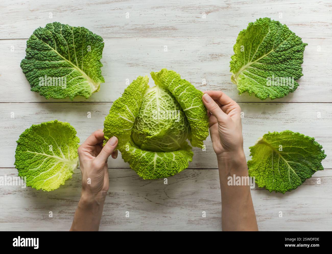 Organic vegetables. Farmers hands with freshly harvested cabbage. Fresh ...